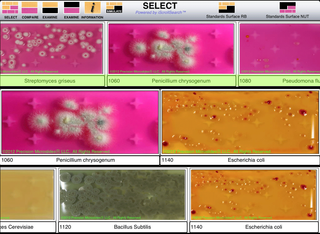 Nutrient TTC-Malt Dipslide in Dubai | Najem Al-shahab
